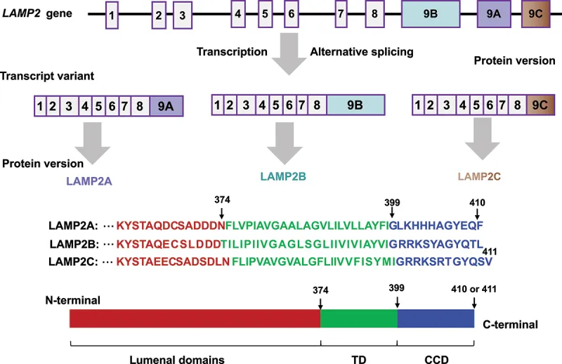 LAMP2A与伴侣介导自噬(CMA)功能概述 | 疾病关联