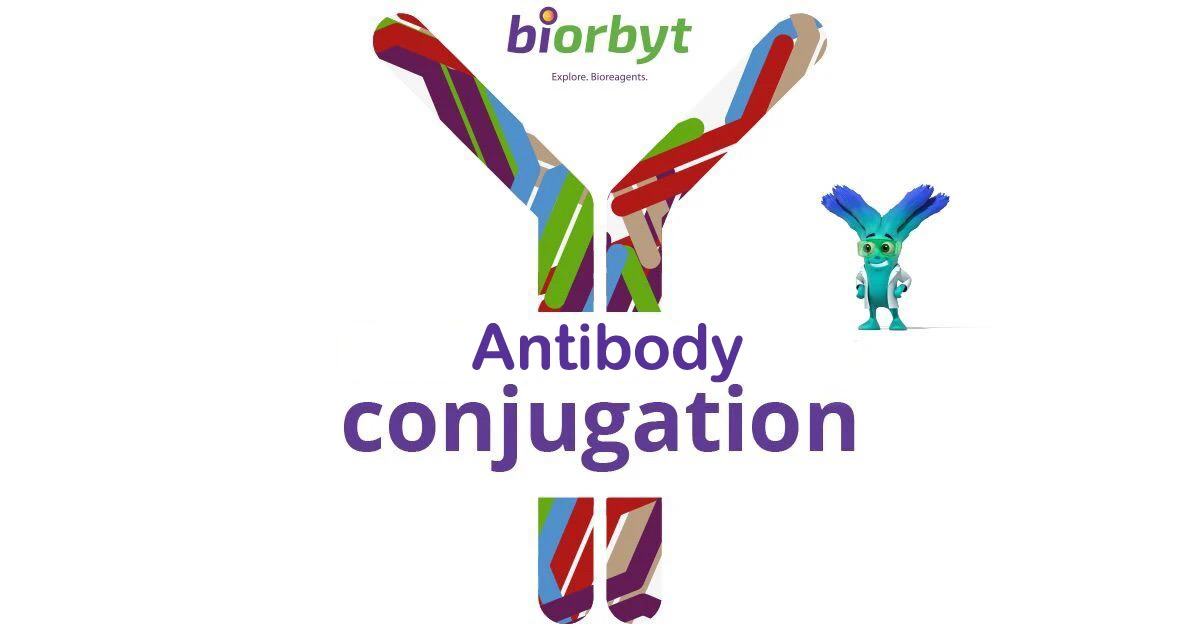 【Biorbyt 技术】如何选择合适的直标抗体？