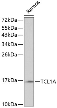 TCL1A Antibody, Unconjugated, Rabbit, Polyclonal | BIOZOL