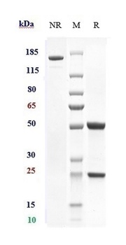 Anti-Integrin a4b7 (ITGA4 & ITGB7) Reference Antibody 抗体，orb1805830 ...